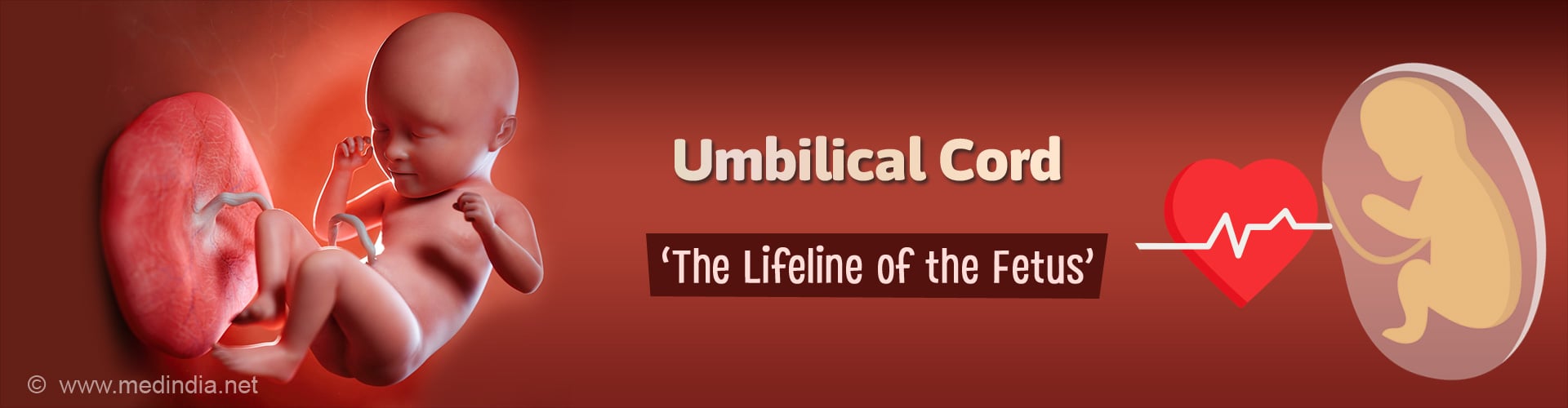 Quiz On Umbilical Cord